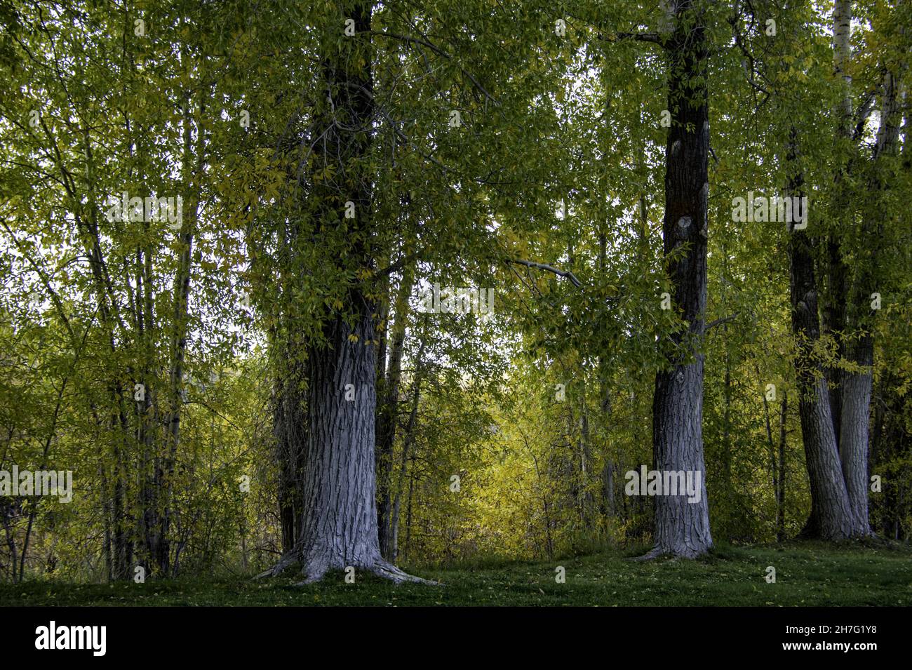 Natural view of tall and thick trees in a forest Stock Photo - Alamy