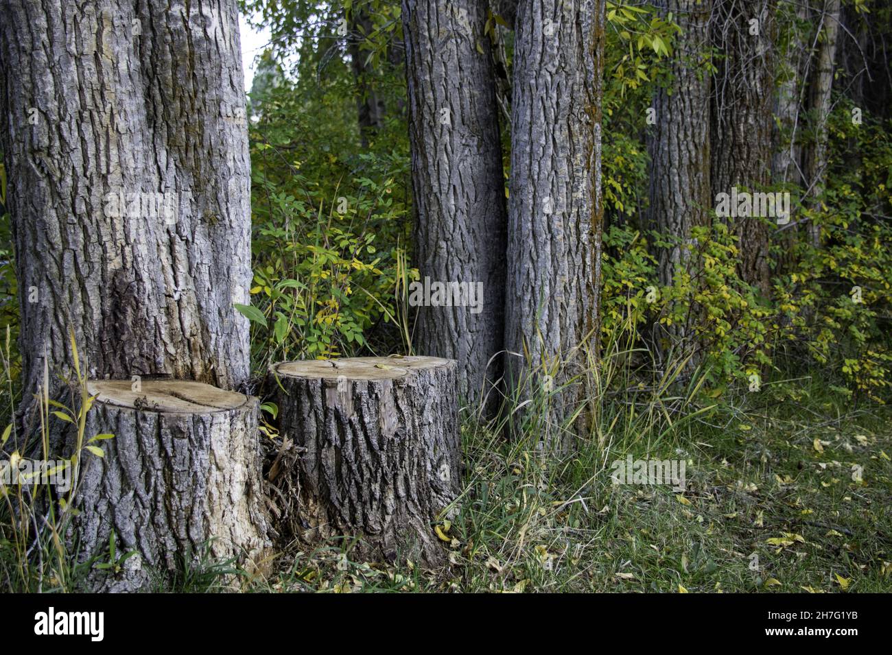 Natural view of tall and thick trees in a forest Stock Photo - Alamy