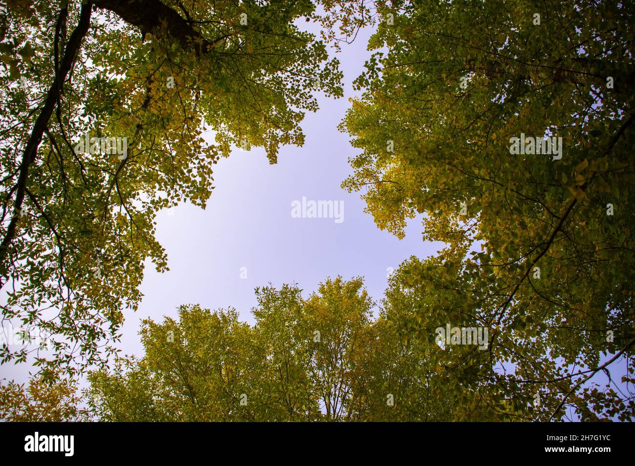 Thick branch branches hi-res stock photography and images - Alamy