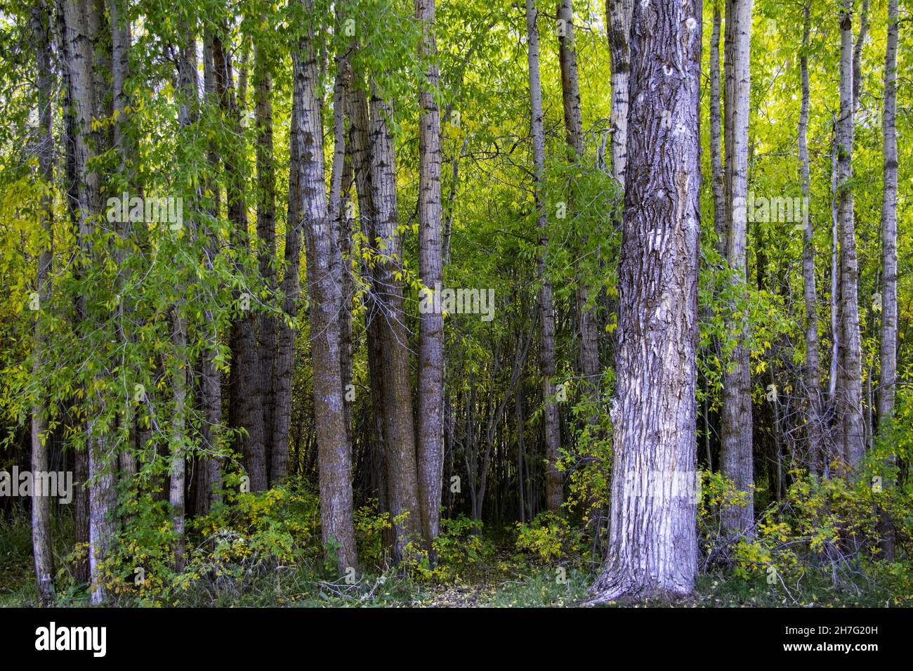 Natural view of tall and thick trees in a forest Stock Photo - Alamy