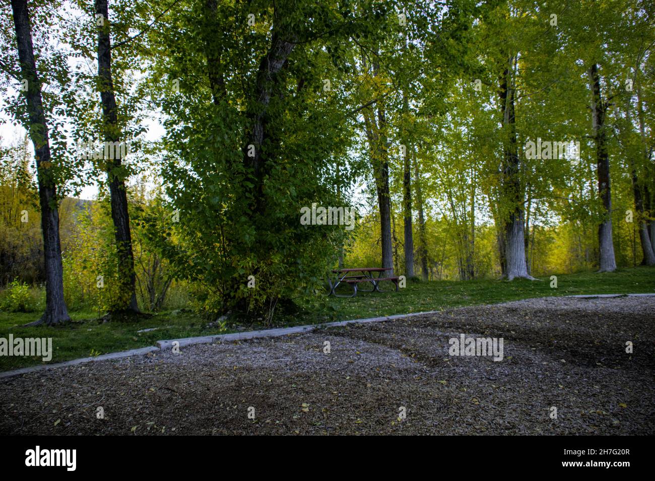 Natural view of tall and thick trees in a forest Stock Photo - Alamy