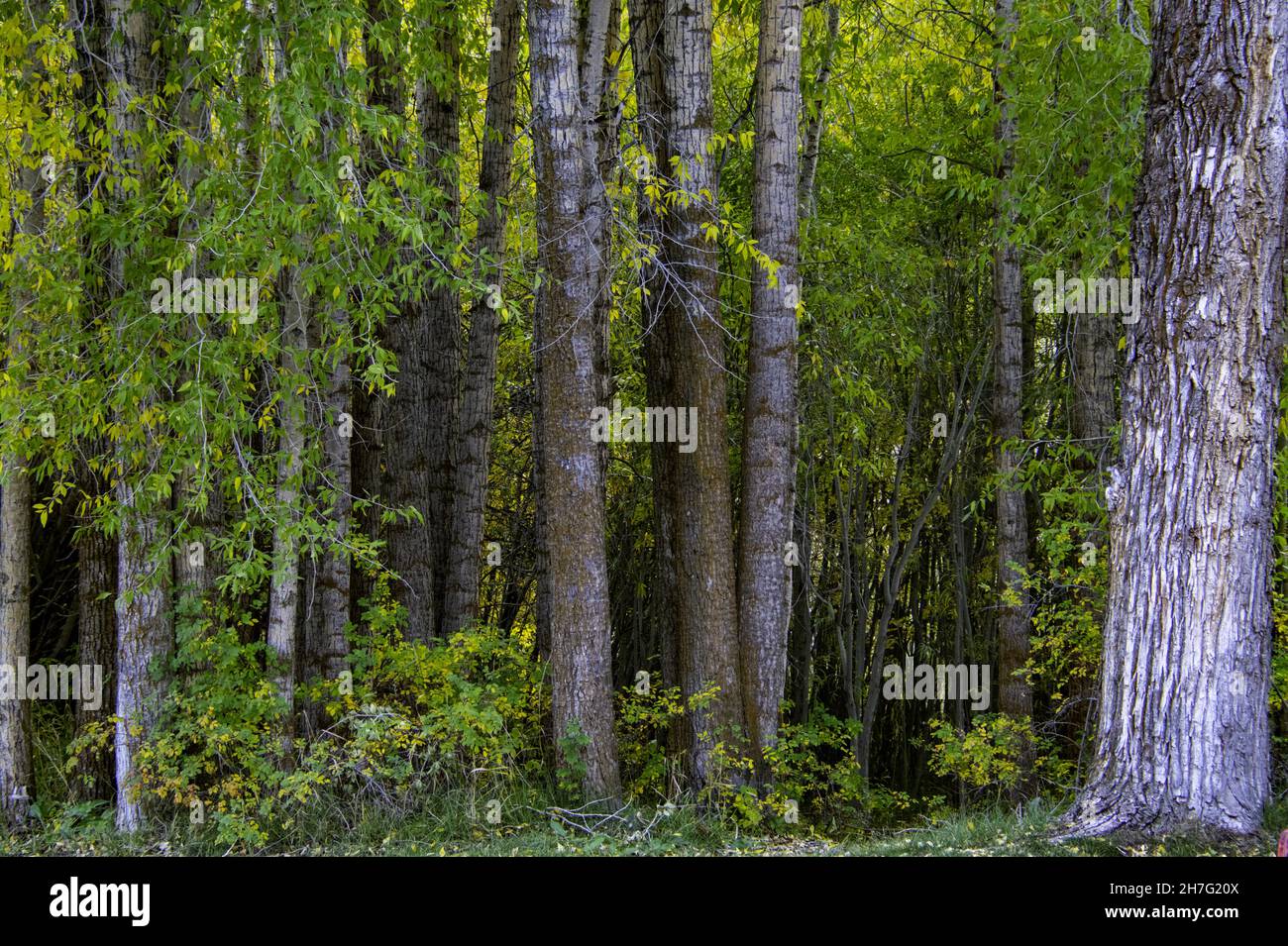 Natural view of tall and thick trees in a forest Stock Photo - Alamy