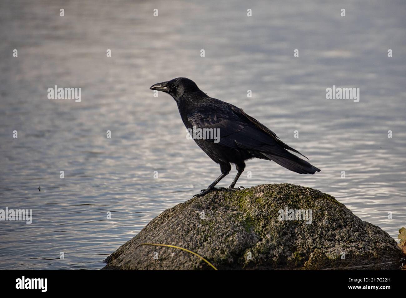 Closeup of a black crow perching on rock by the lake Stock Photo - Alamy
