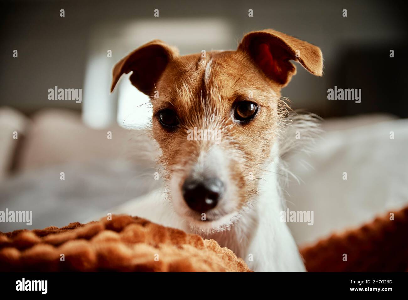 Sad dog portrait. Pet lazing on couch Stock Photo - Alamy