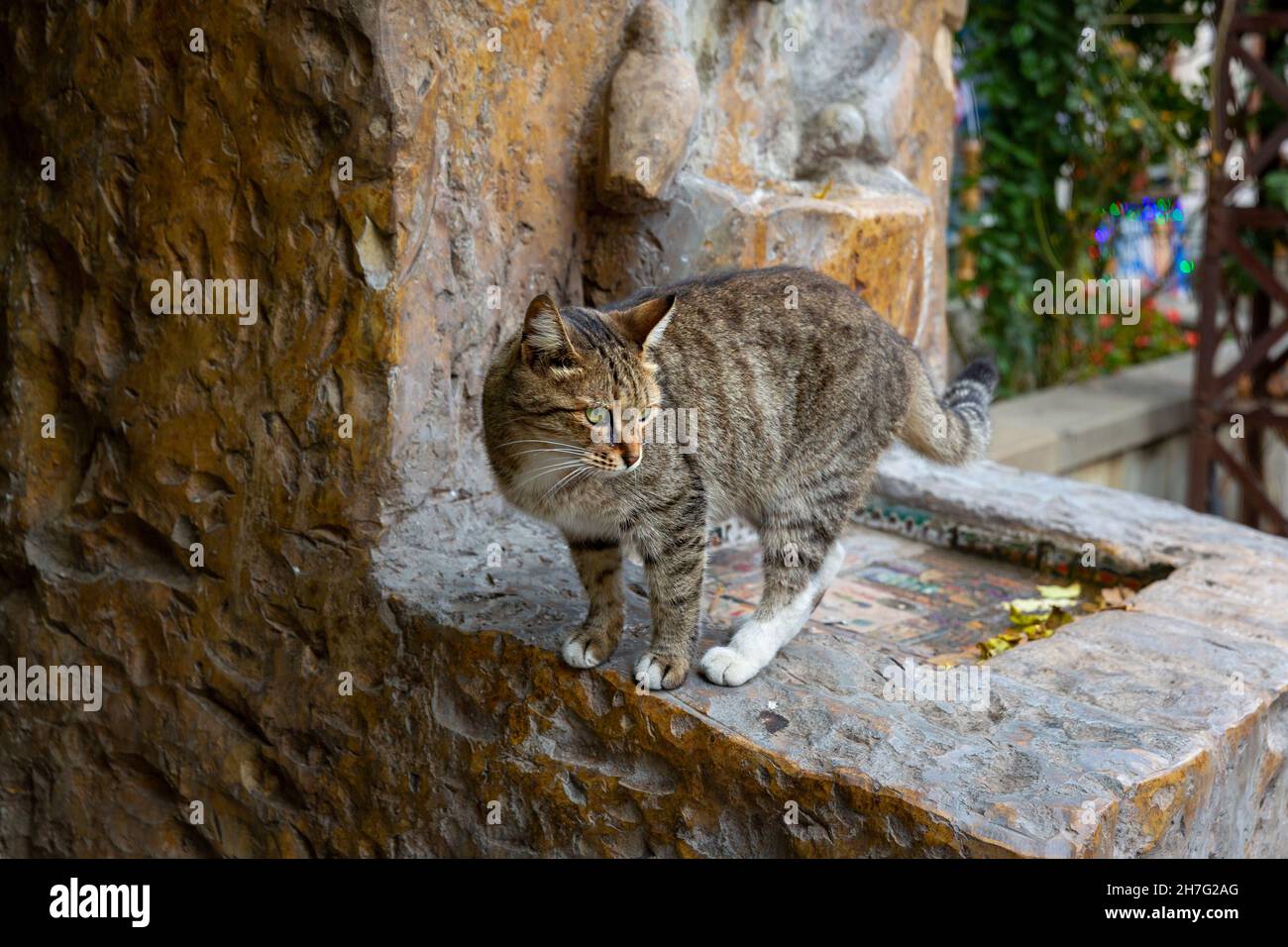 Old homeless cat on street hi-res stock photography and images - Alamy