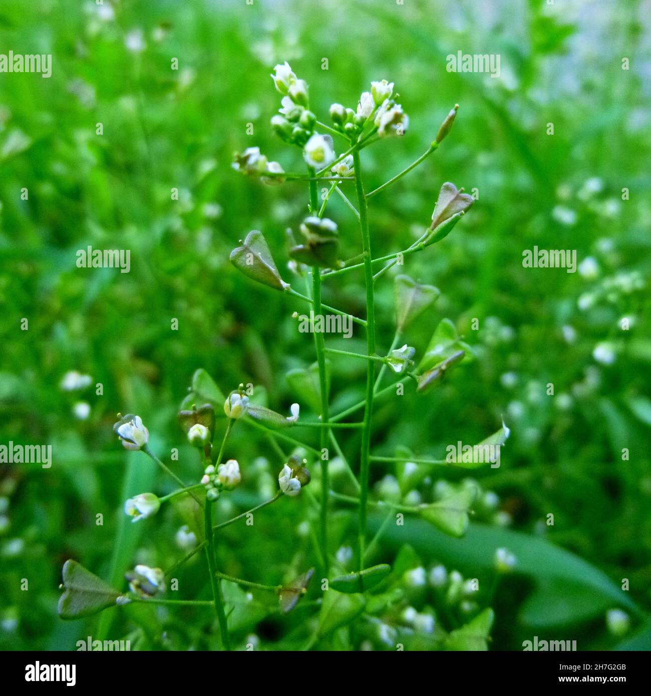 Capsella bursa-pastoris shepherd's purse gren plant with white flowers ...