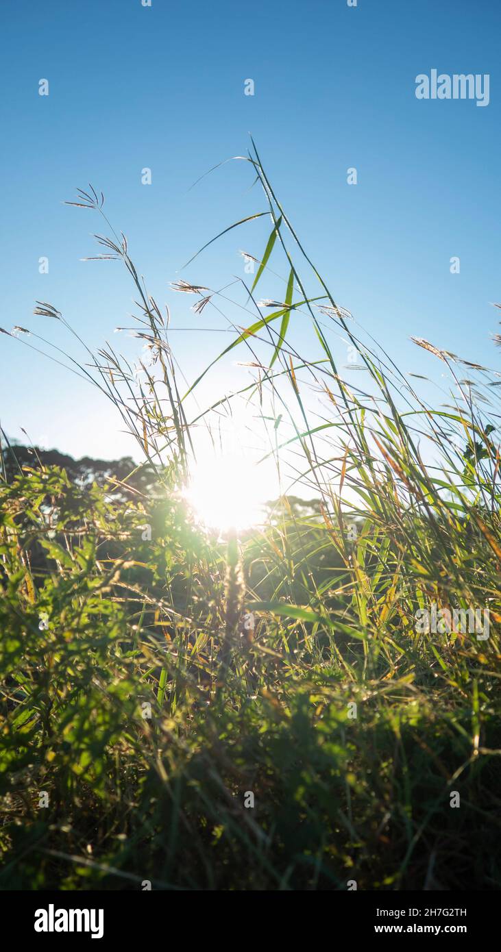 the beautiful nature in a calm afternoon between the mountains and the ...