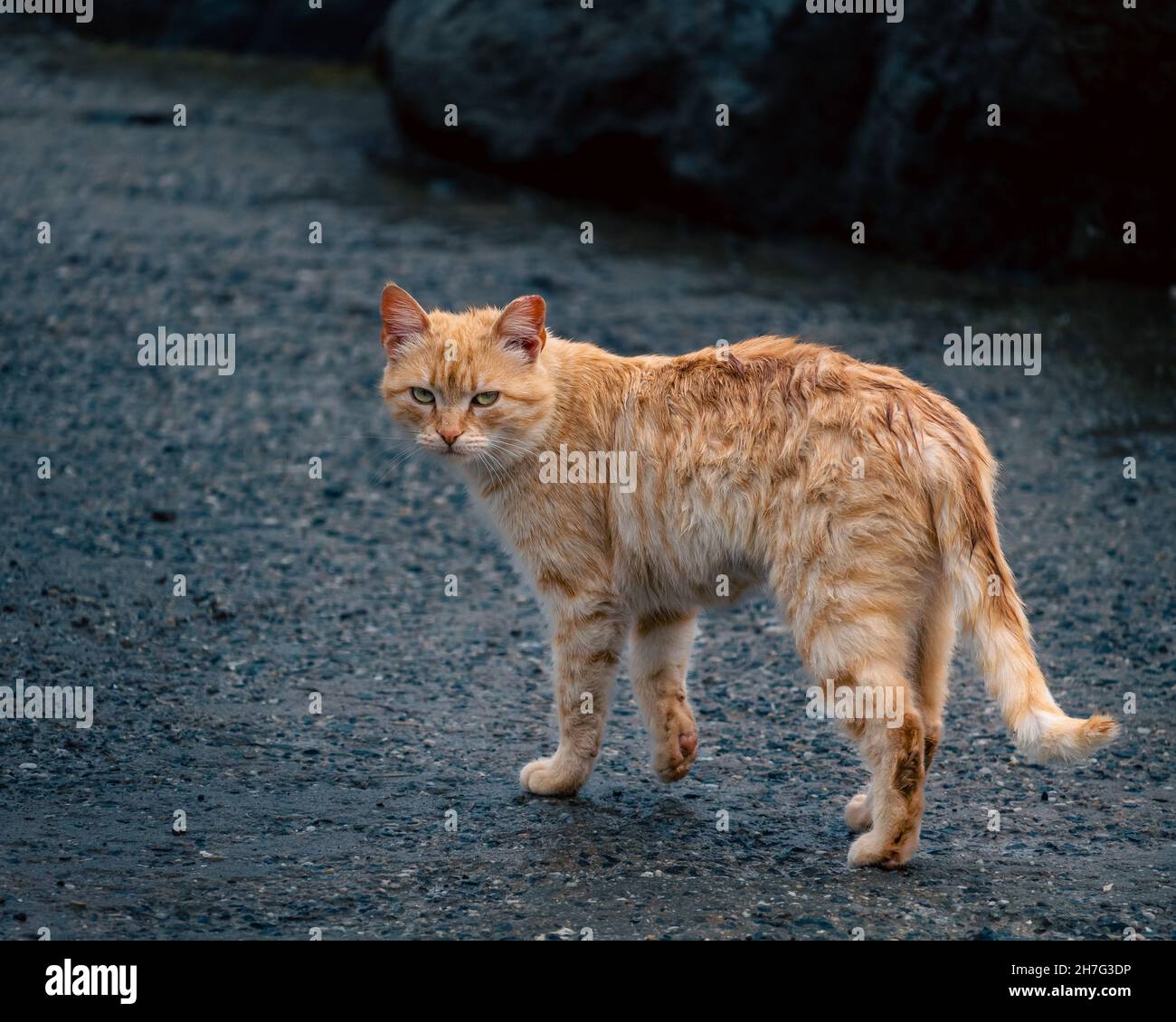 Cute ginger cat photosession on a rainy day just after it stoped ...