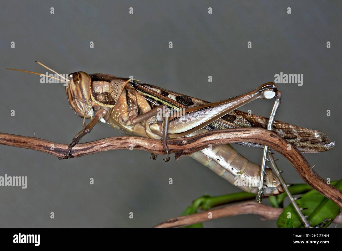 Locust insect side view hi-res stock photography and images - Alamy