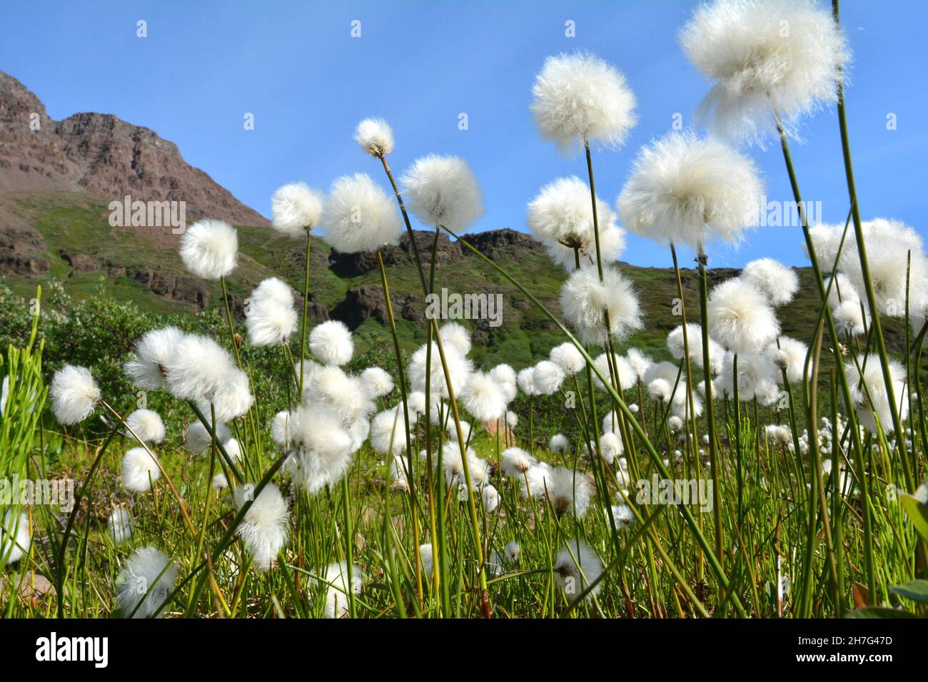 DENMARK. GREENLAND. WEST COAST. FIELD OF COTTONGRASS Stock Photo - Alamy