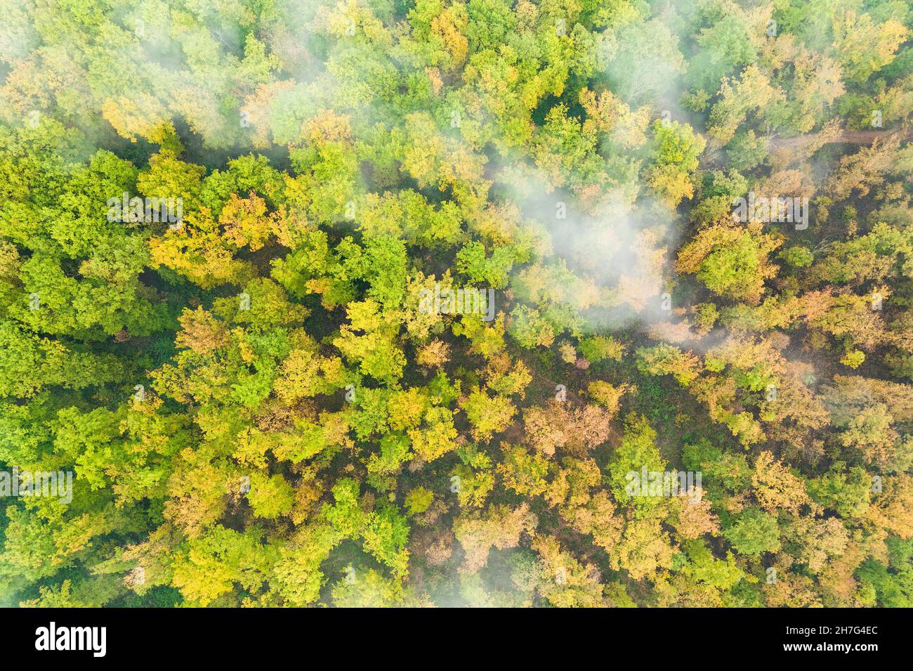 View from above, stunning aerial view of a forest with some clouds ...