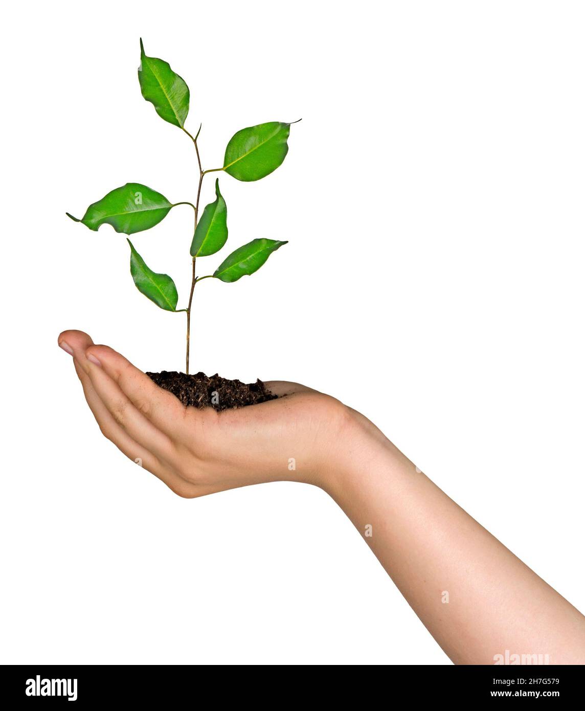 Lemon sapling hi-res stock photography and images - Alamy