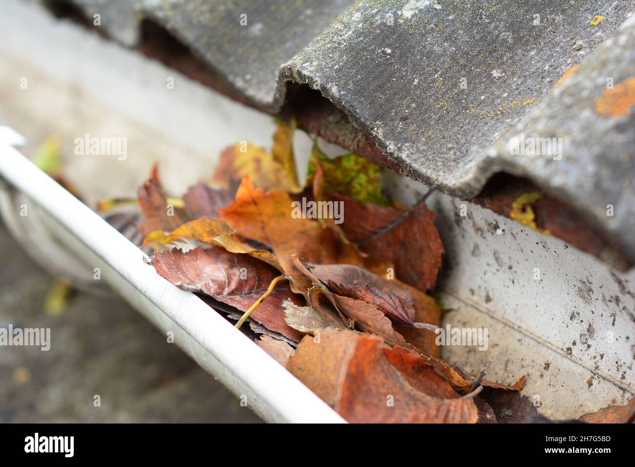 Roof gutter cleaning. A close-up of a clogged rain gutter with fallen ...