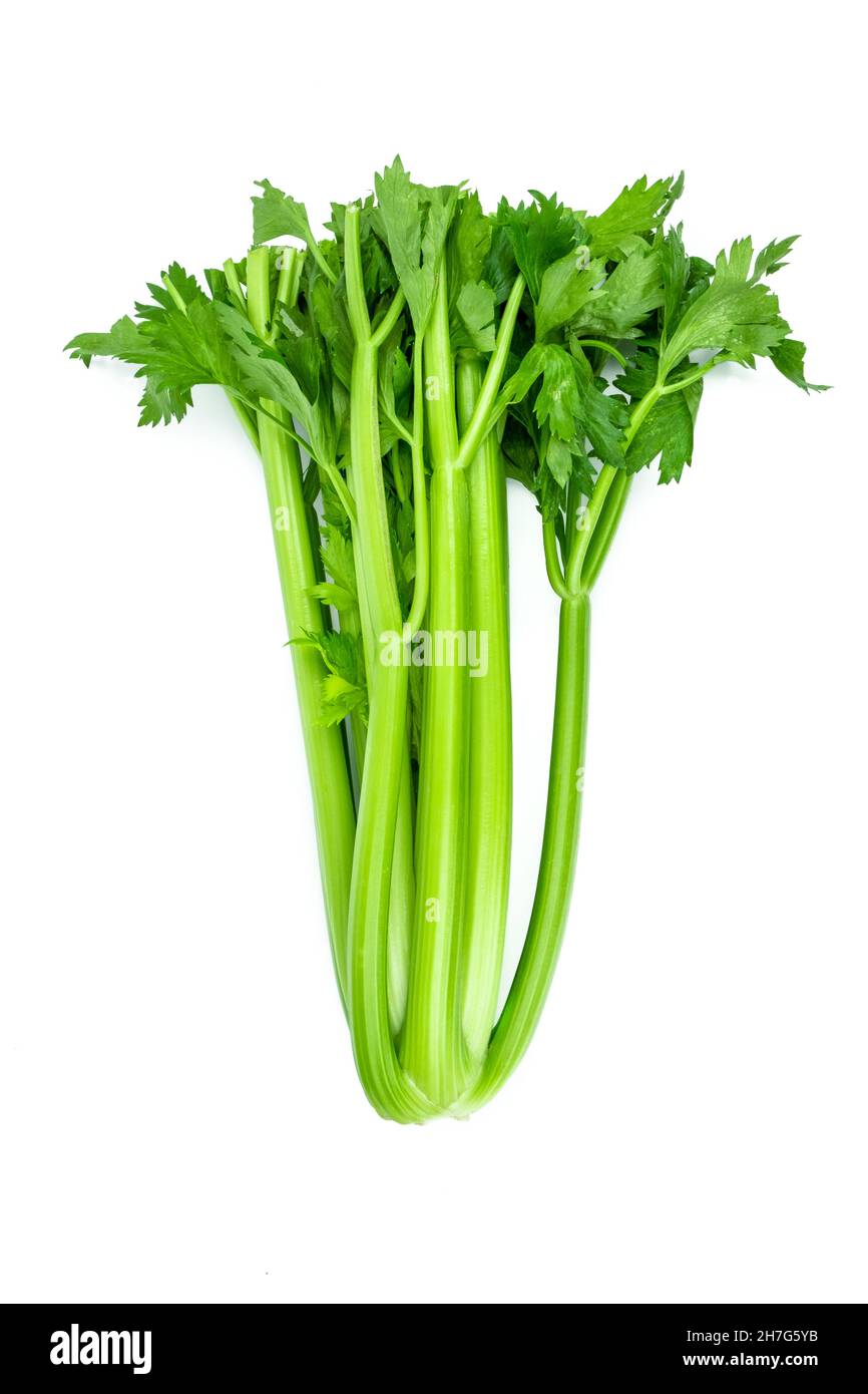 Single celery stalk hi-res stock photography and images - Alamy
