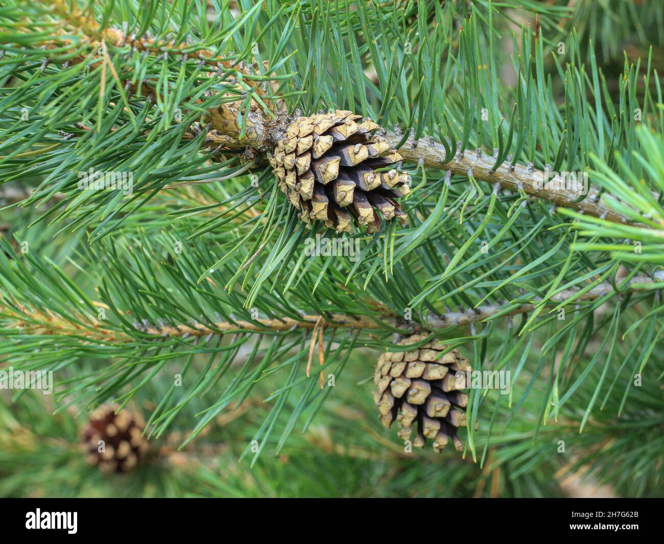 Brown mature ripe seed cone of Scots pine, Pinus sylvestris in Nationla ...