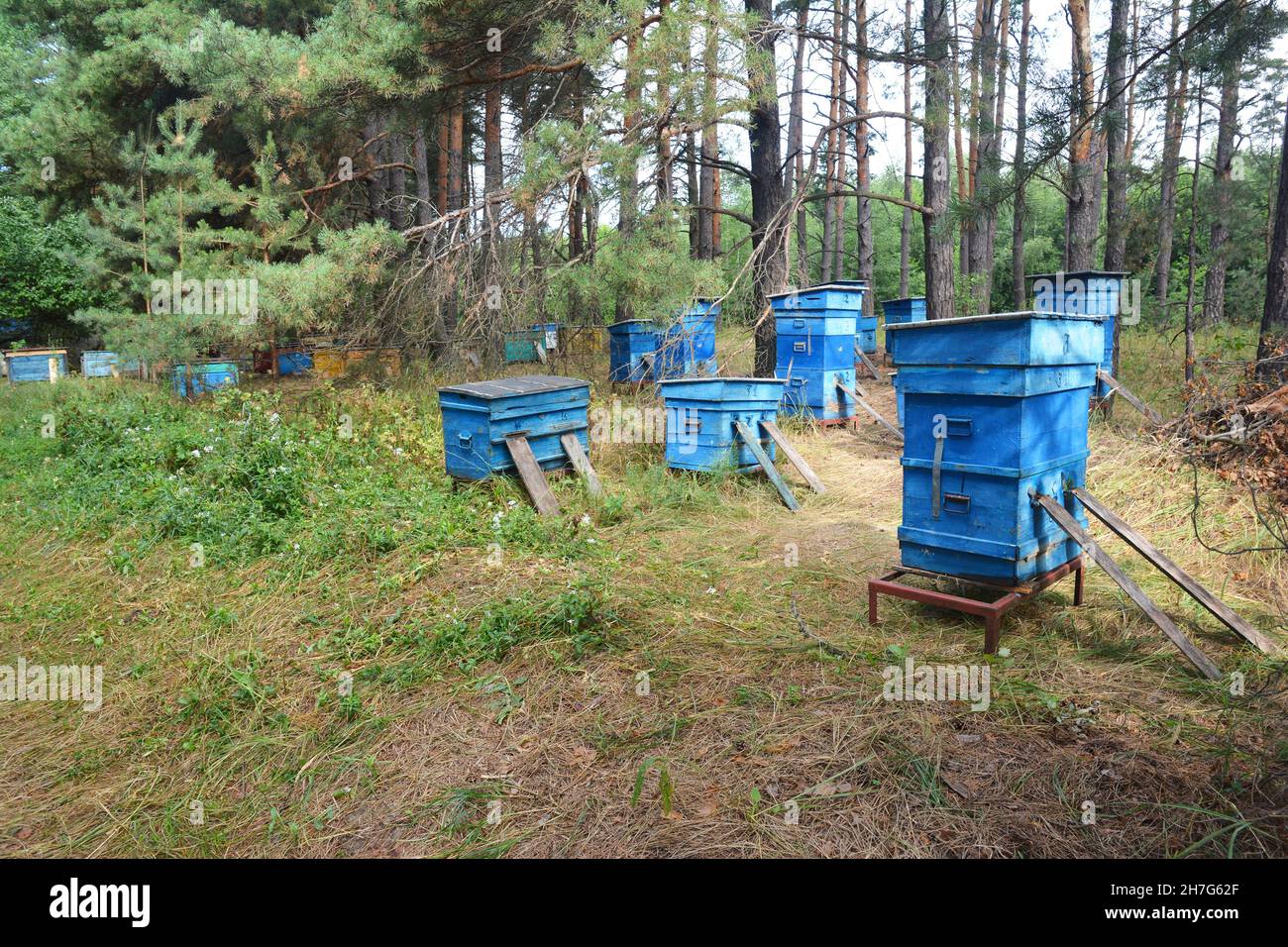 A small apiary, bee yard with many blue beehives with honeybees ...