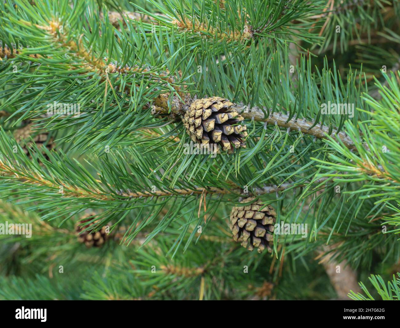 Brown mature ripe seed cone of Scots pine, Pinus sylvestris in Nationla ...