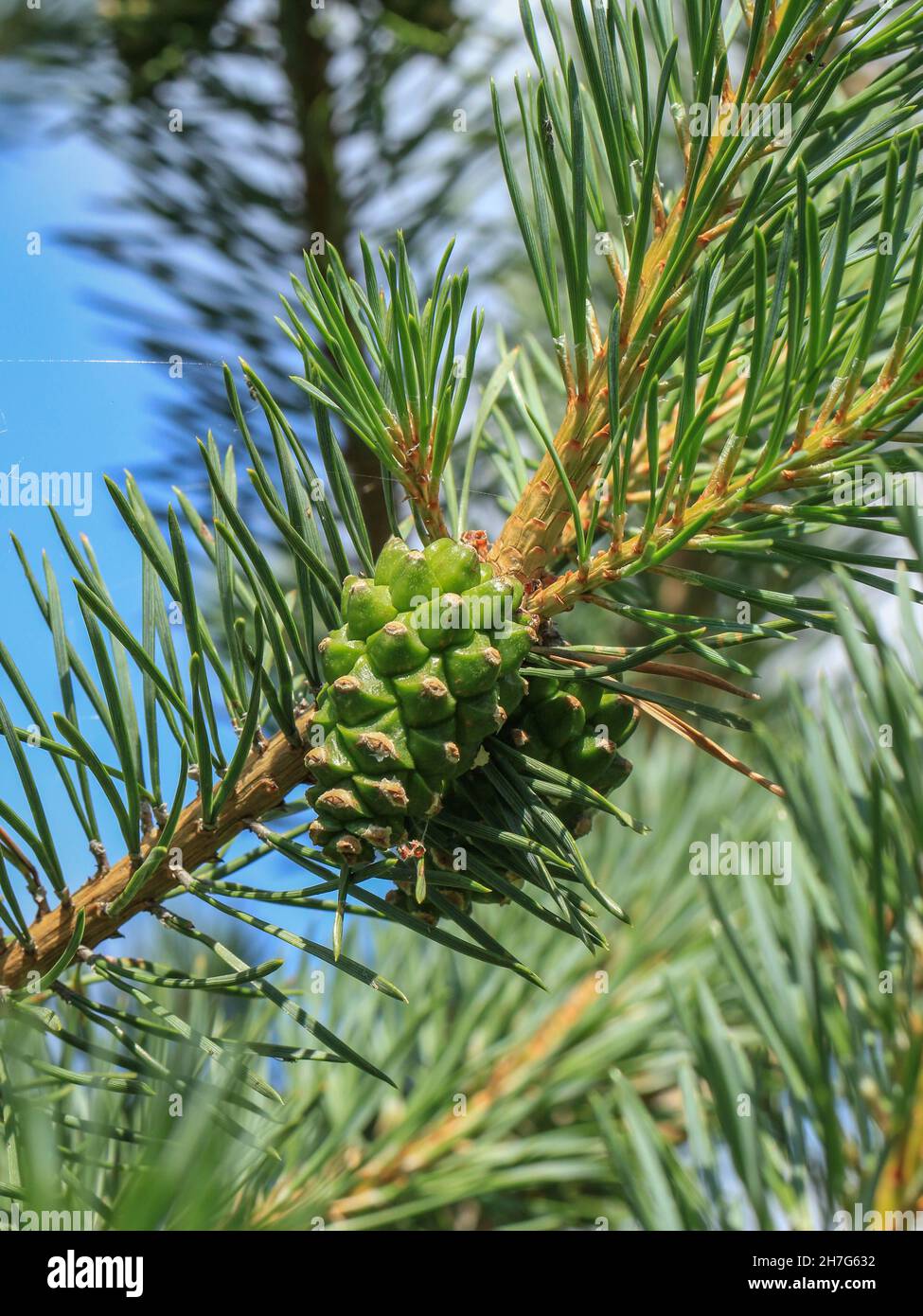 Immature green seed cone of Scots pine, Pinus sylvestris in Nationla ...