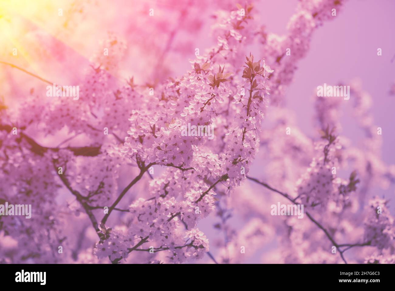 Sakura tree hi-res stock photography and images - Alamy