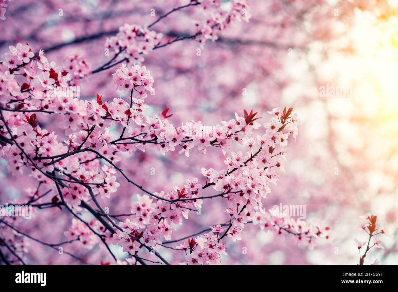 Blossoming sakura tree. Spring nature background Stock Photo - Alamy