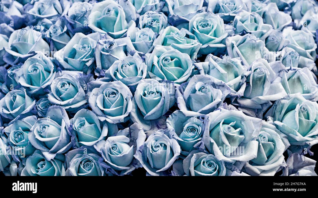 Light Blue Roses Wallpaper