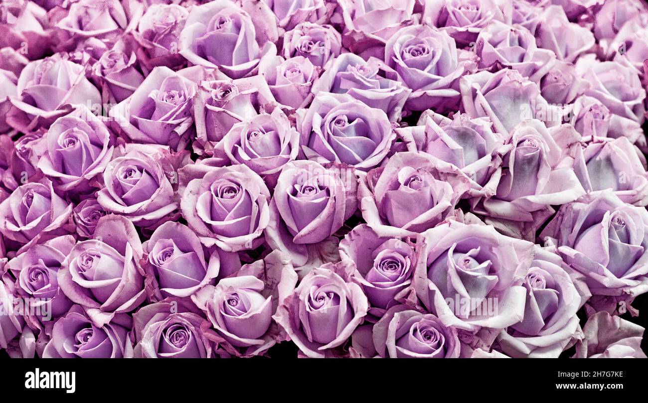 Big purple roses hi-res stock photography and images - Alamy