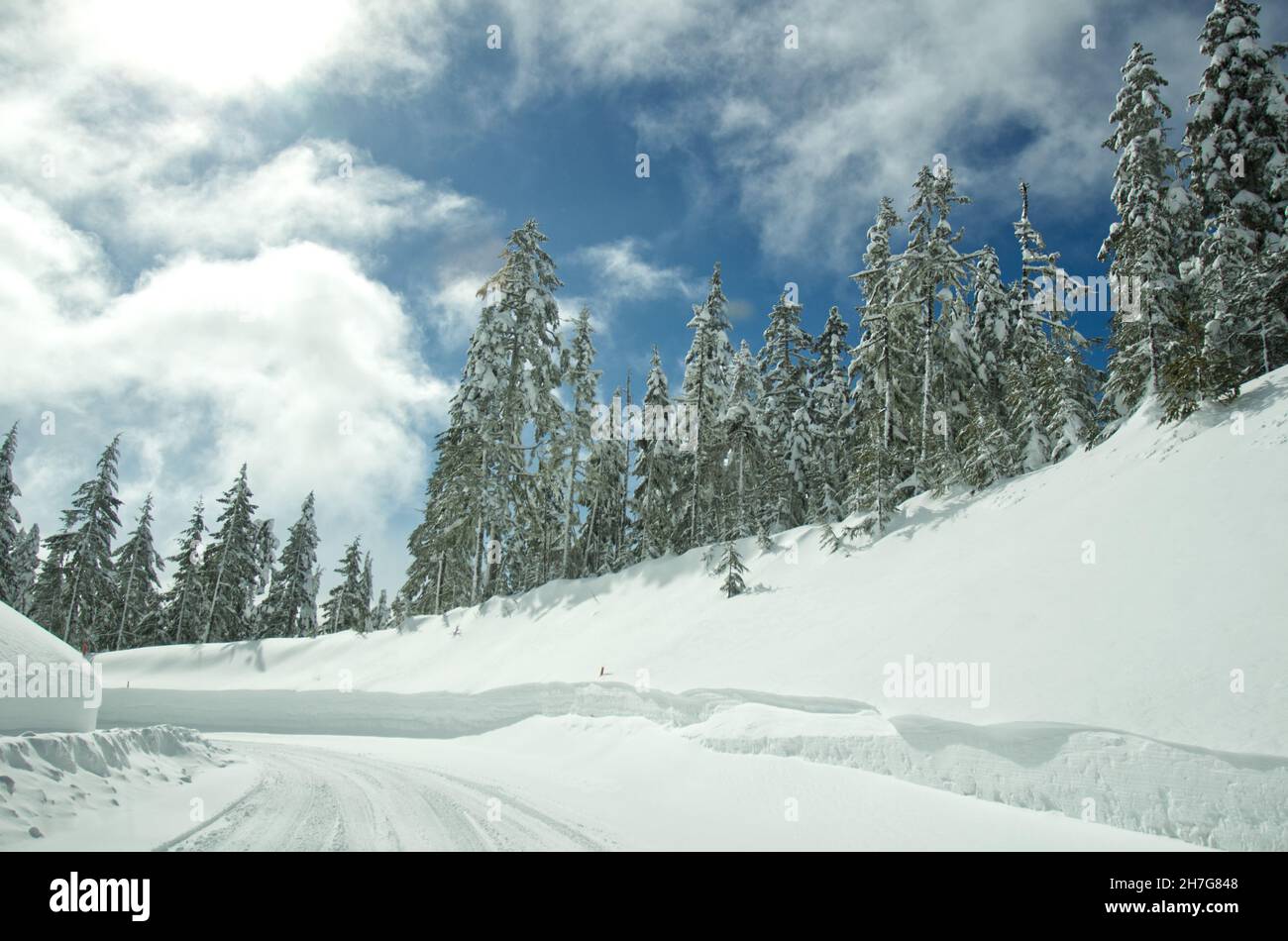 Pine hills blanketed in snow in the middle of winter Stock Photo - Alamy
