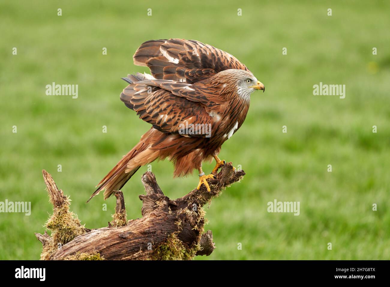 A detailed portrait of Red kite, bird of prey. Land with outspread ...