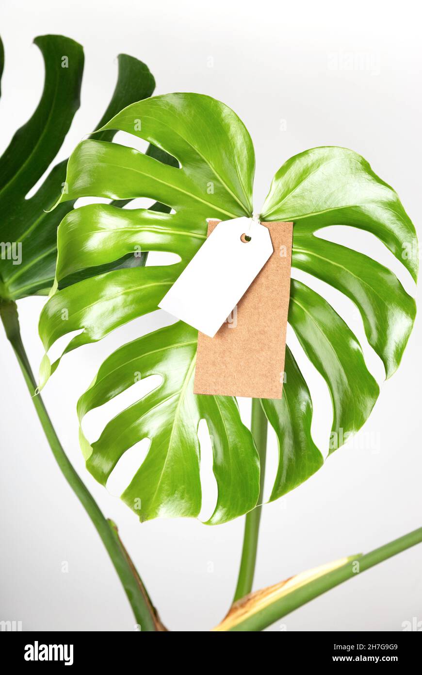Label tag mock up on monstera leaves on white background. Green friday ...