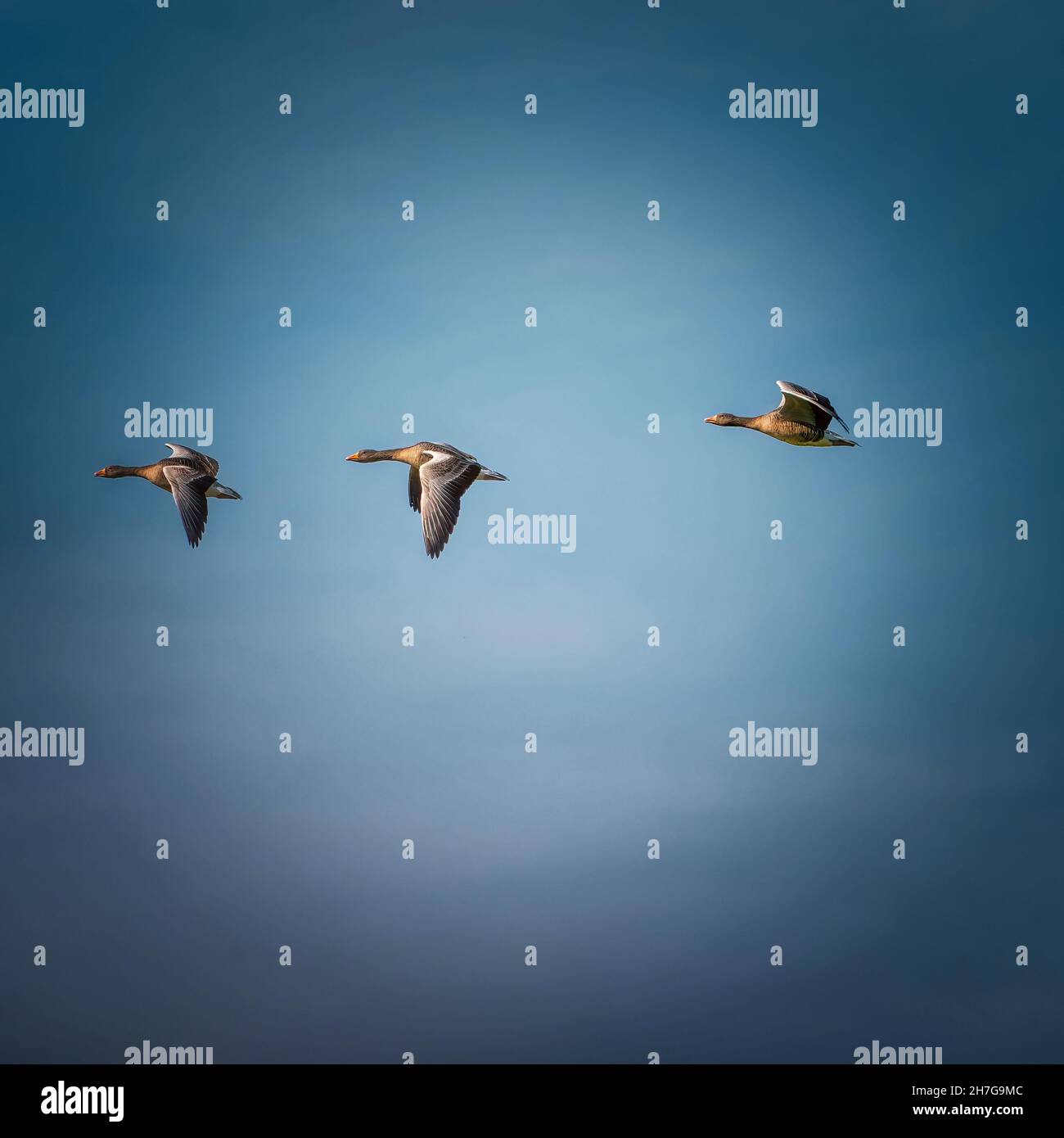 Two detailed Geese flying in a blue sky. Vignette, background, copy ...