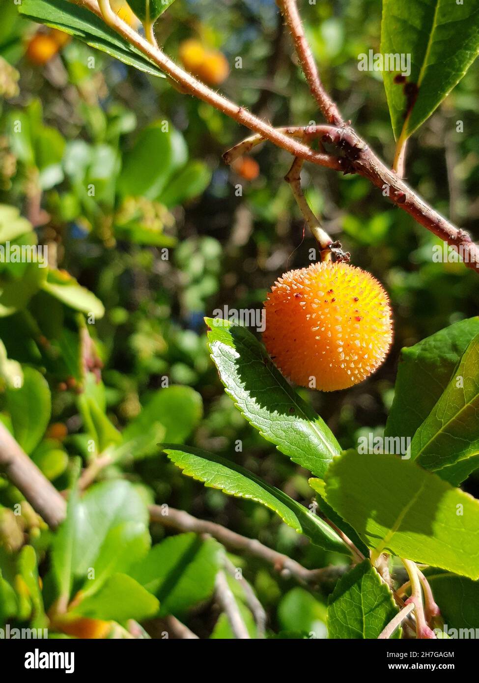 Closeup shot of an Arbutus unedo fruit on the tree Stock Photo - Alamy