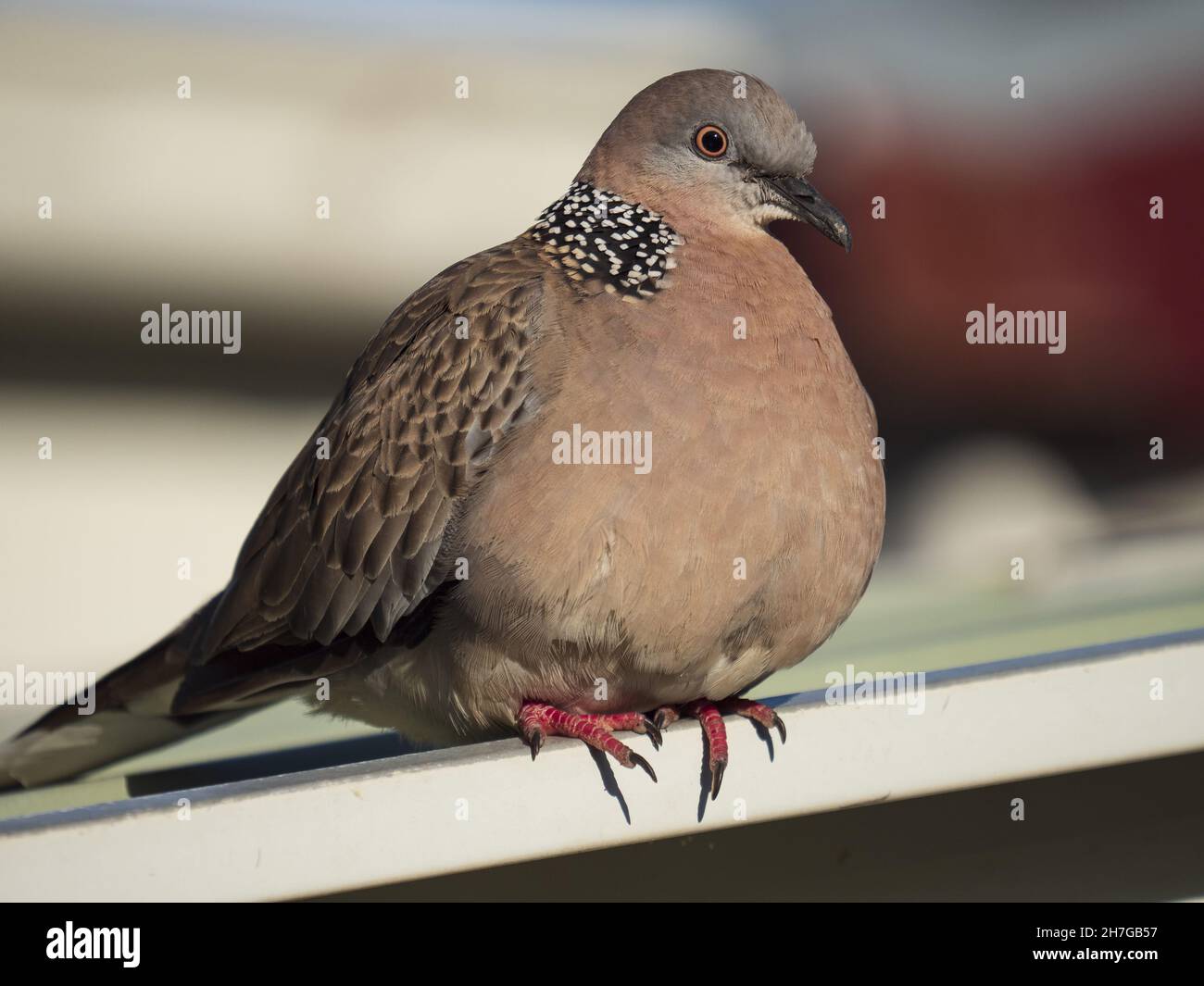 Selective focus shot of a Collared dove perching on the fence Stock ...