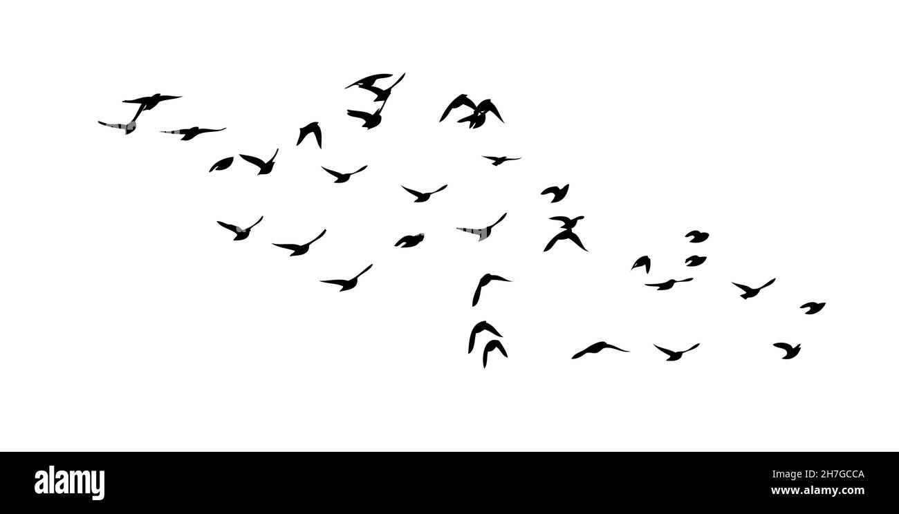 Flock birds flying in shape Cut Out Stock Images & Pictures - Alamy