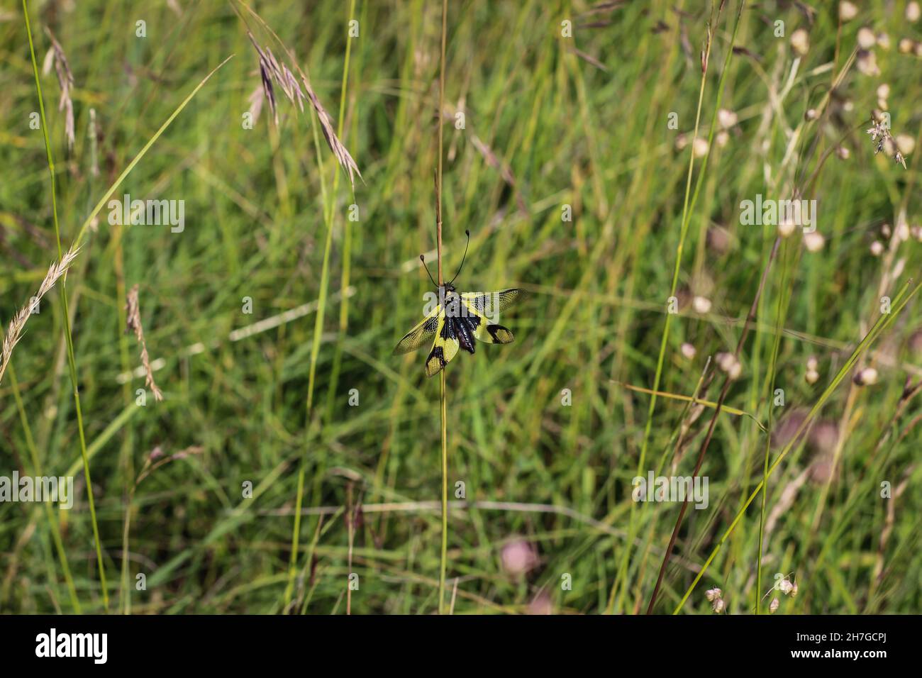 single yellow black insect - Libelloides macaronius at National park ...