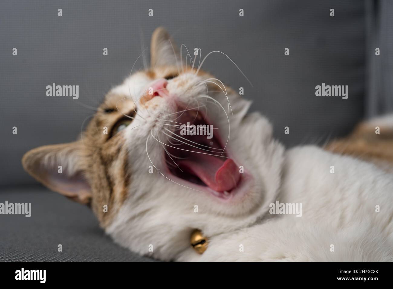 yawning Cat Stock Photo - Alamy