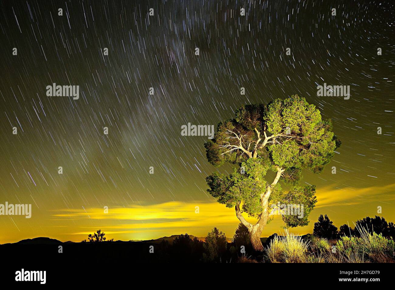 Stars circumpolar tree sky astronomy hi-res stock photography and ...