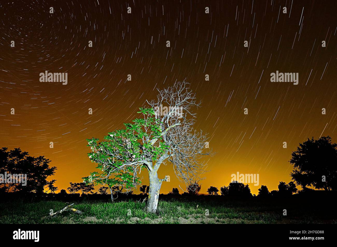 Stars circumpolar tree sky astronomy hi-res stock photography and ...