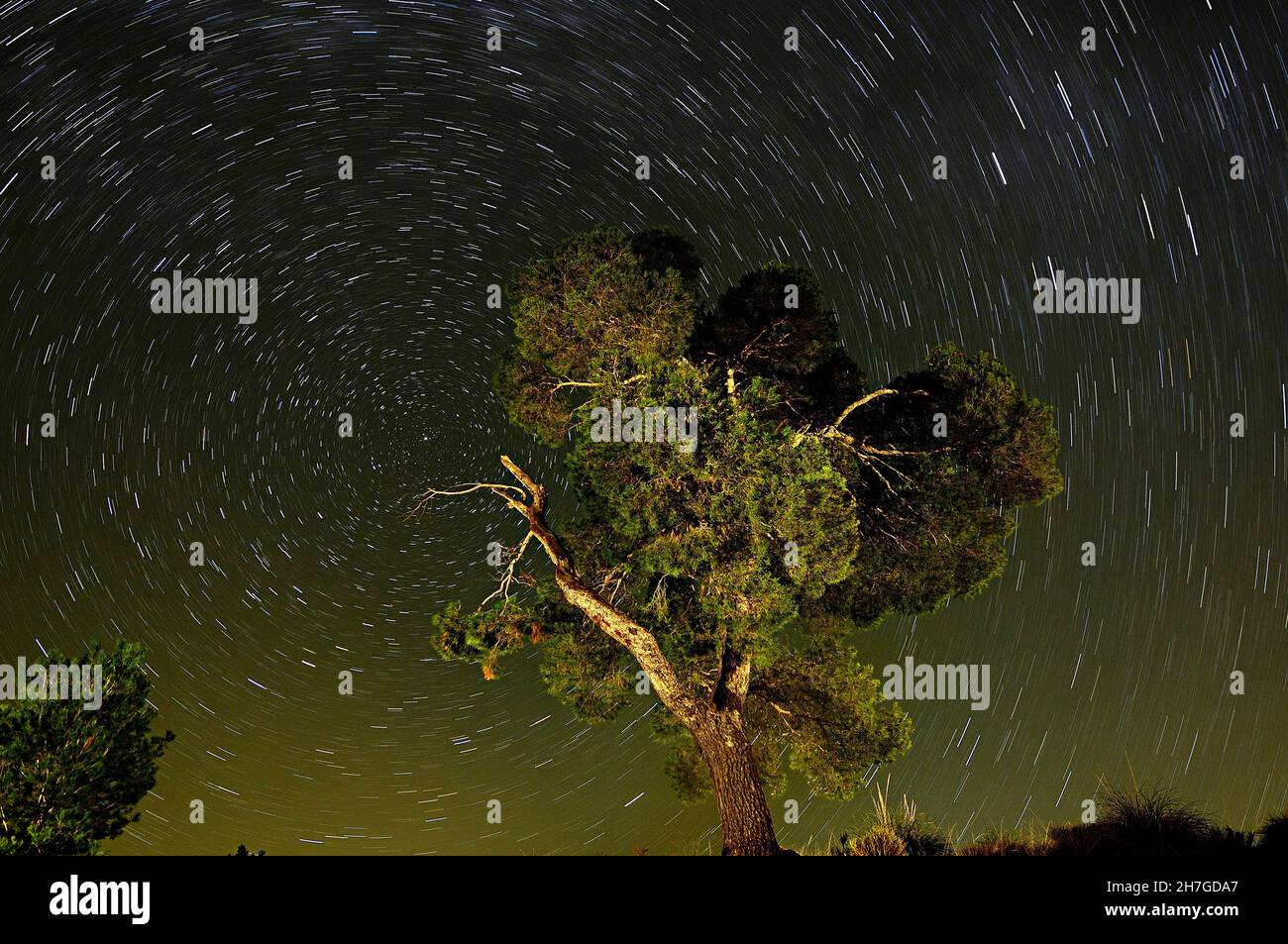 Stars circumpolar tree sky astronomy hi-res stock photography and ...