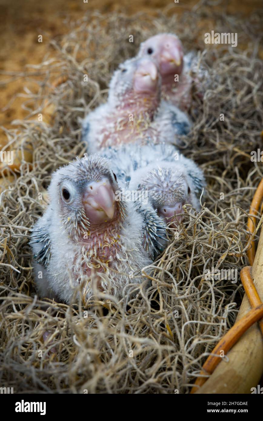 Green-cheeked conure chicks in a basket Stock Photo - Alamy