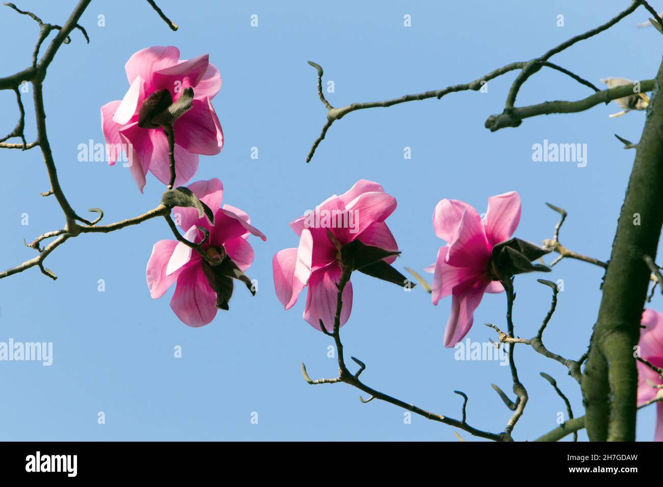 March color hi-res stock photography and images - Alamy
