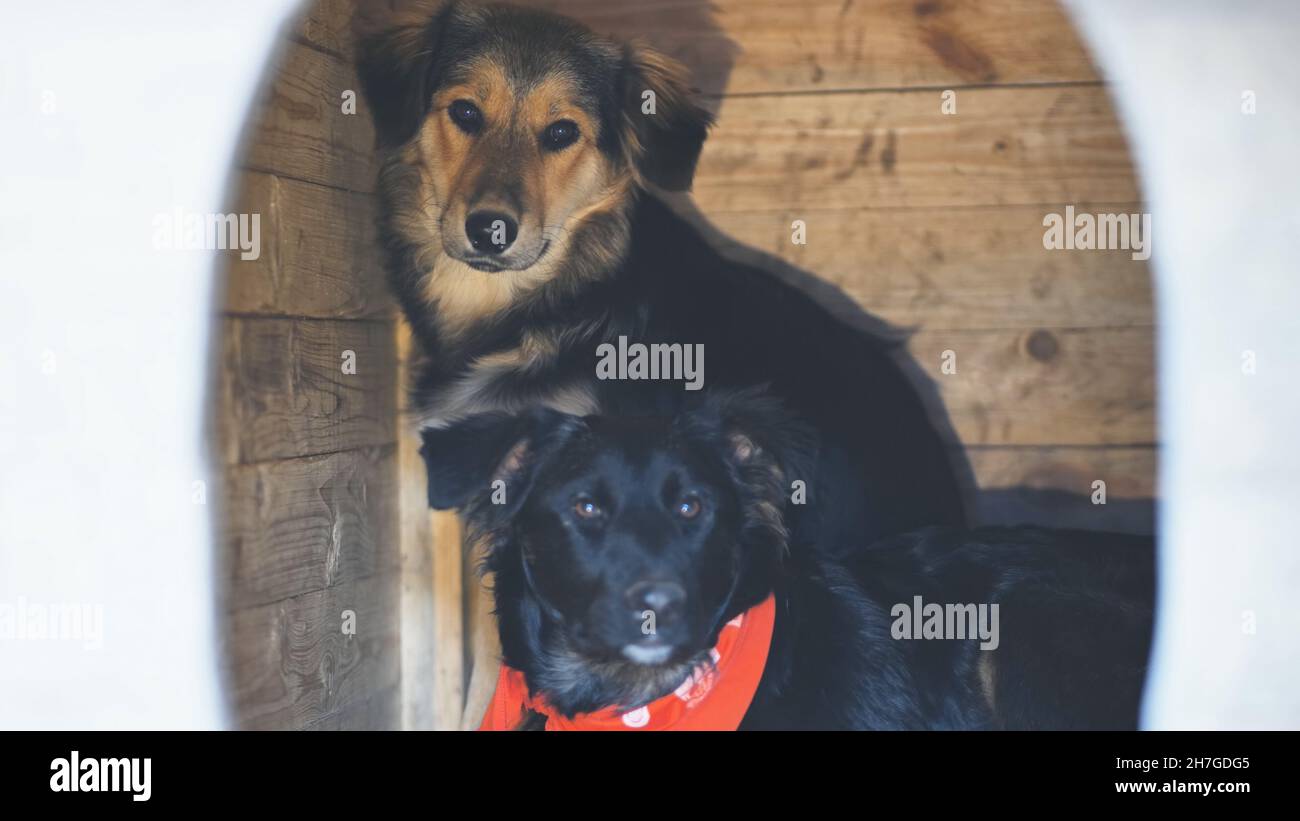 Roof snow dog hi-res stock photography and images - Alamy