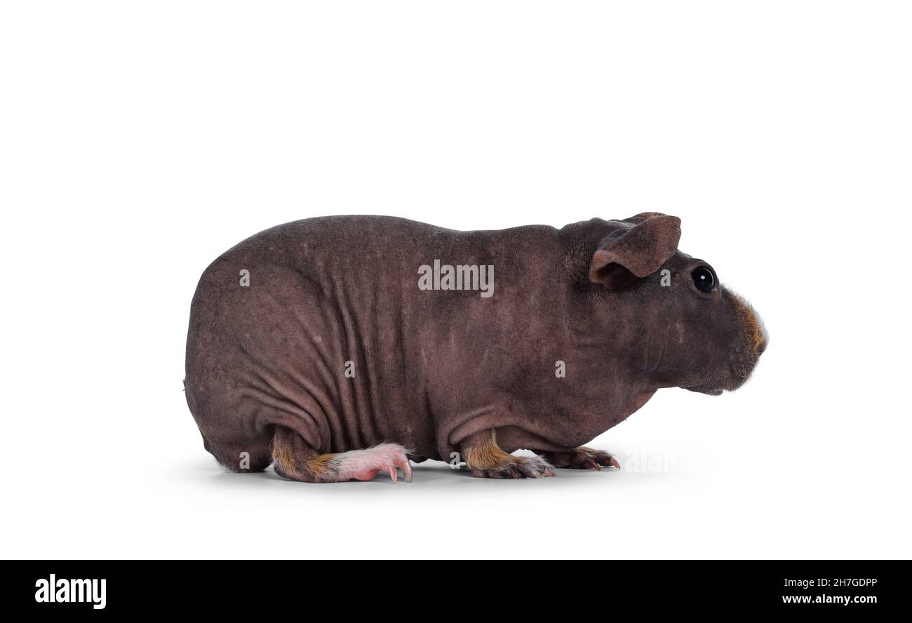 Cute dark brown skinny pig, standing side ways. Head up. Looking at ...