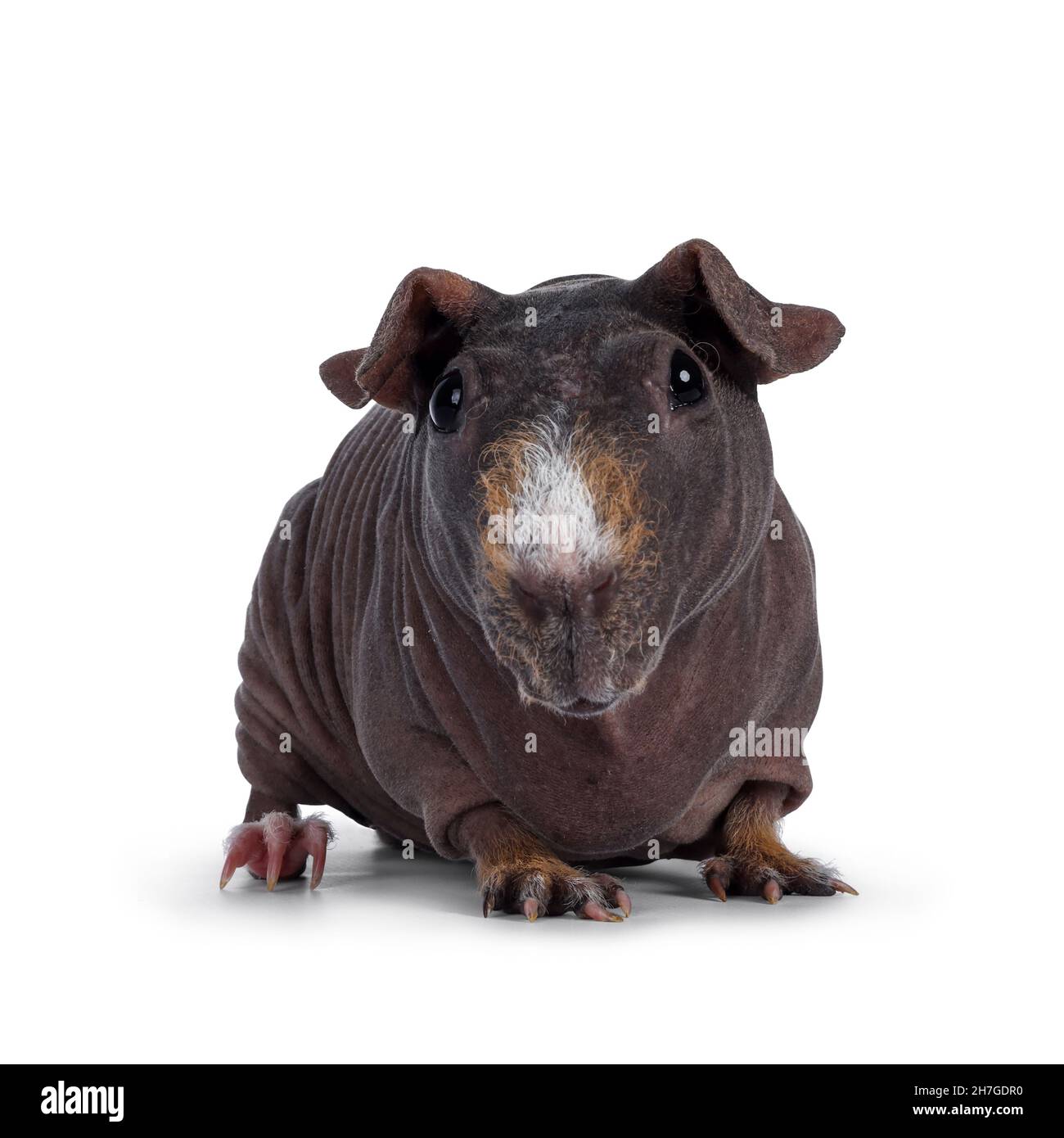 Cute dark brown skinny pig, standing facing front. Head up. Looking at ...