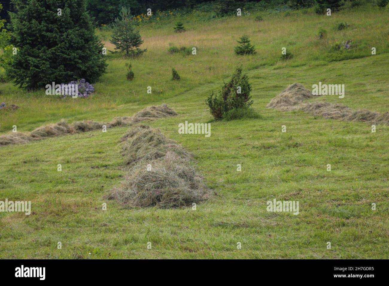 Mowed meadow and dried grass at National park Tara in western Serbia ...