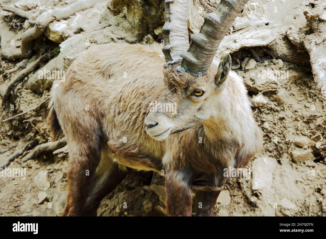 Ibex deer hi-res stock photography and images - Alamy