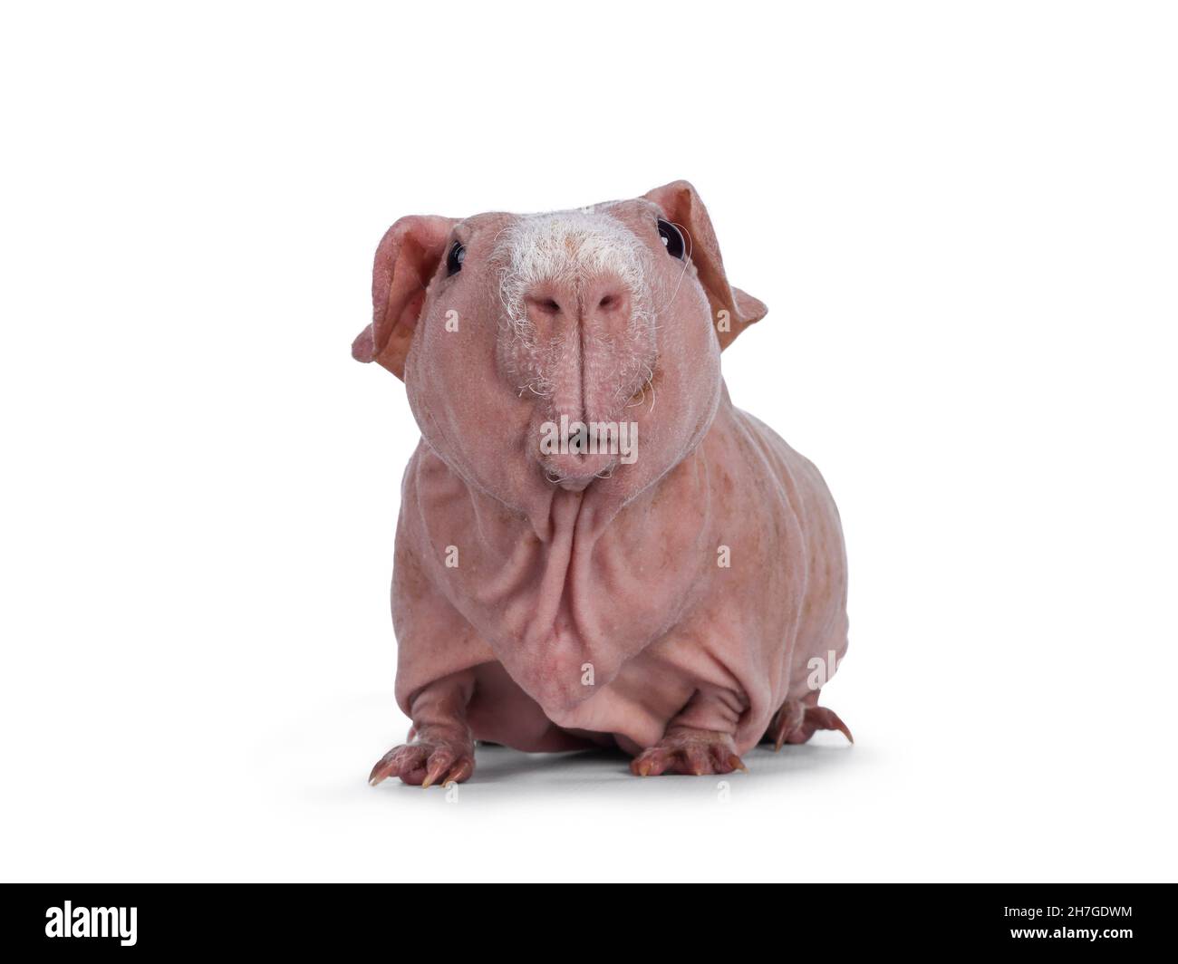 Cute pink skinny pig, standing front view. Head up. Looking at lens ...