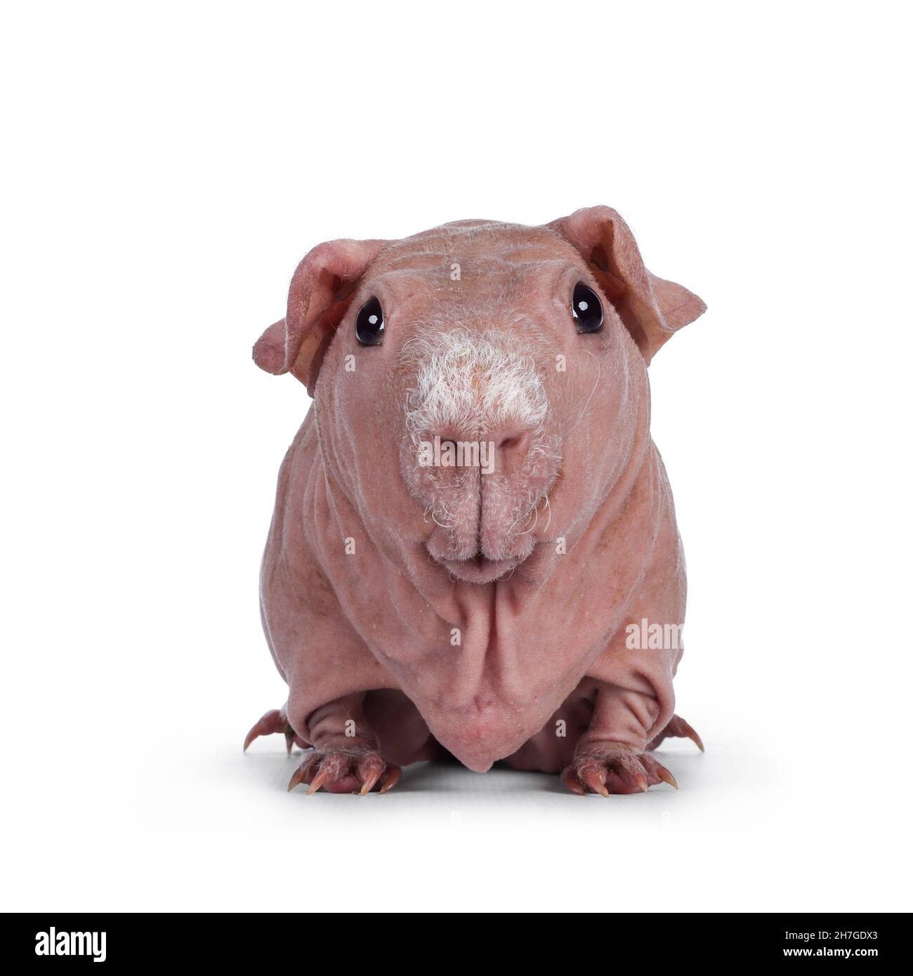Cute pink skinny pig, standing front view. Head up. Looking at lens ...
