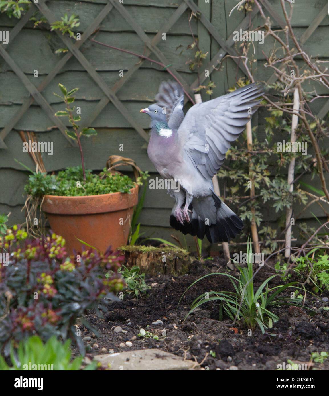 Wood pigeon, (Columbia palumbus), taking off from garden in flight ...