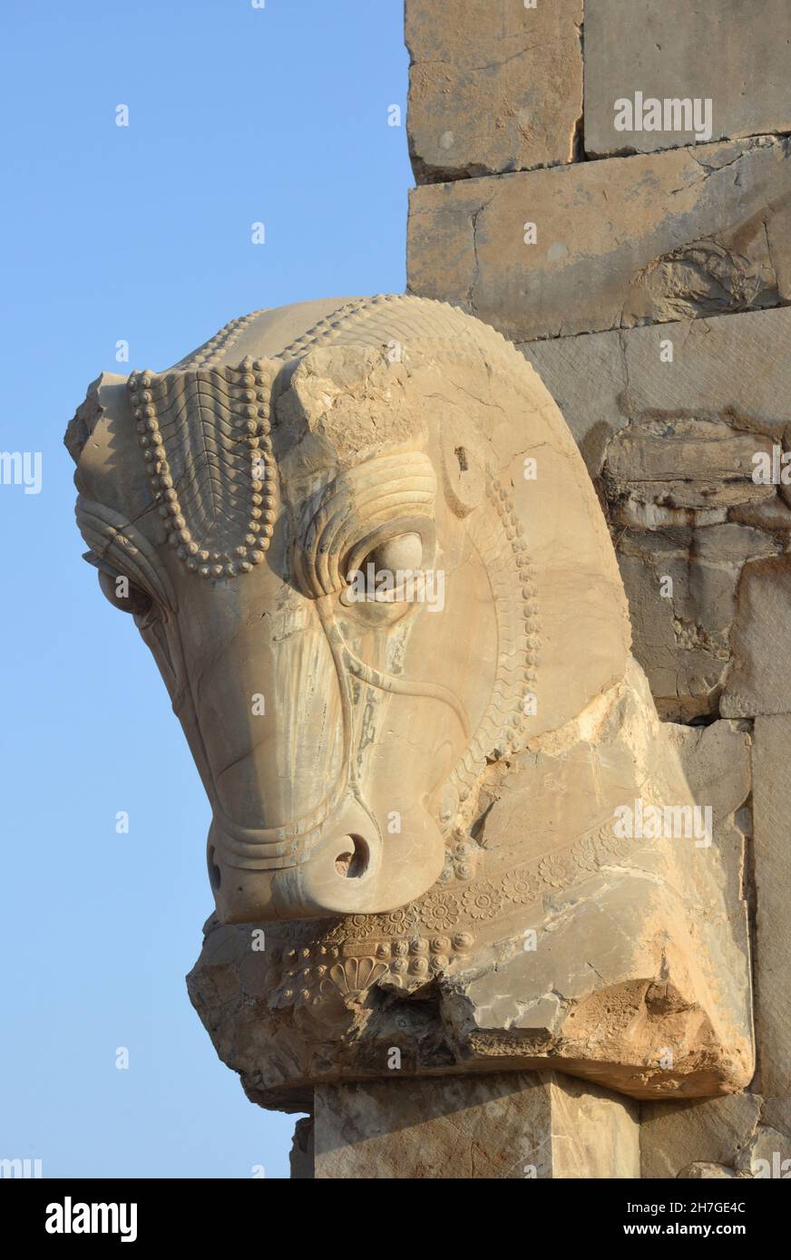 IRAN. SHIRAZ. PERSEPOLIS. THE BULL OF THE TEMPLE OF 100 COLUMNS OU ...