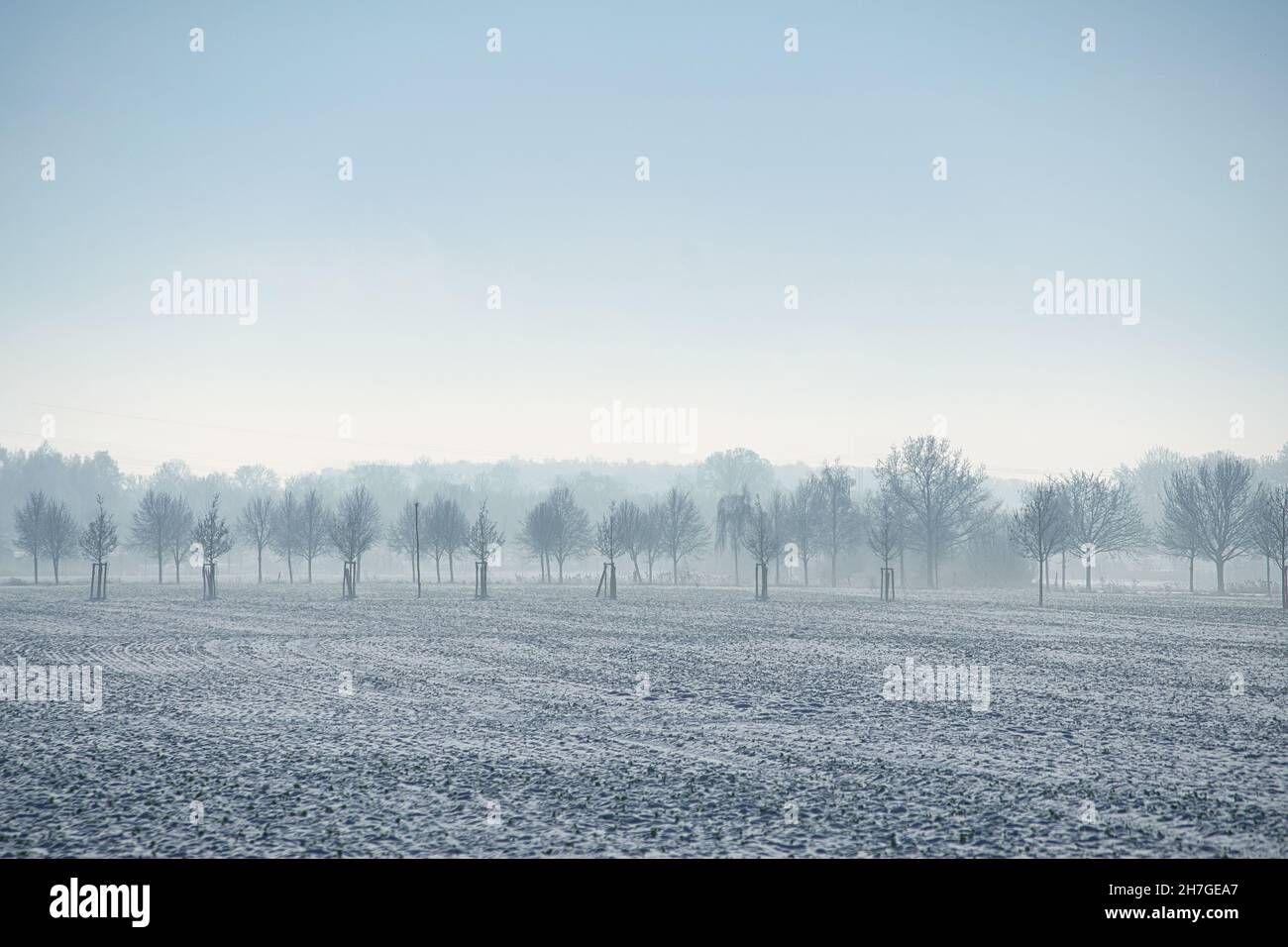 Winter landscape with trees and field in frosty cold christmas time ...